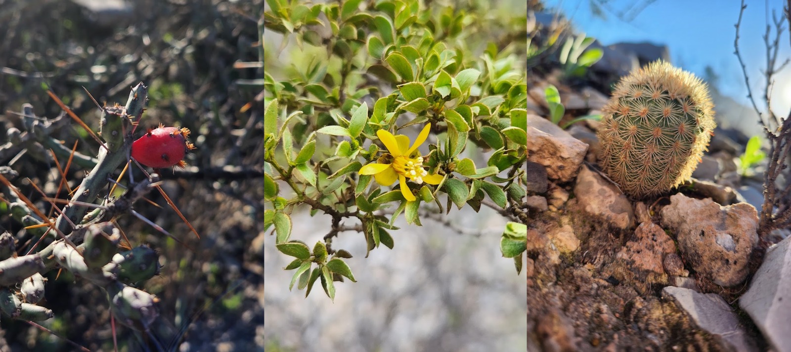 Riqueza biológica de zonas áridas y semiáridas - Secretaría de ...
